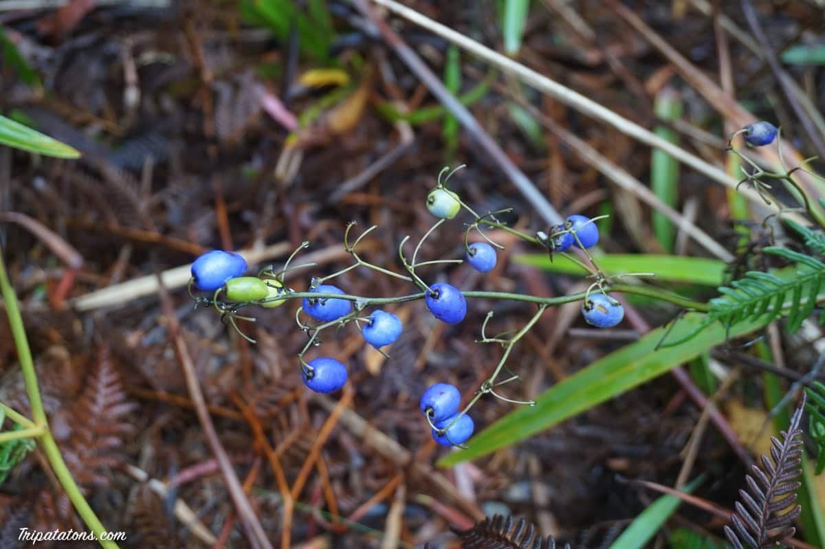 Alum Cliffs State Reserve et The Nut – TripATatons